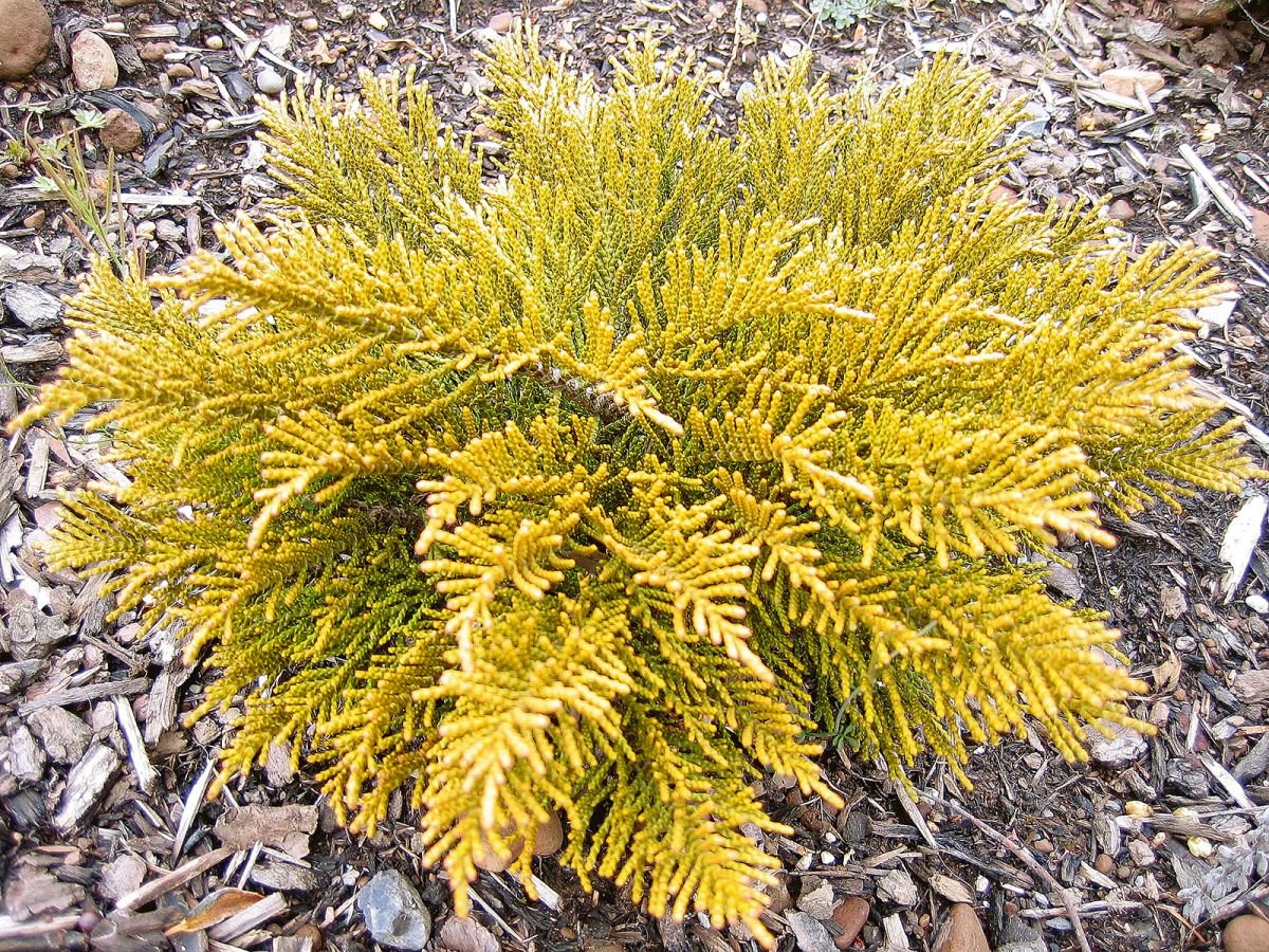 Bodika, lobodika in druge zimzelene rastline | Revija Vzajemnost