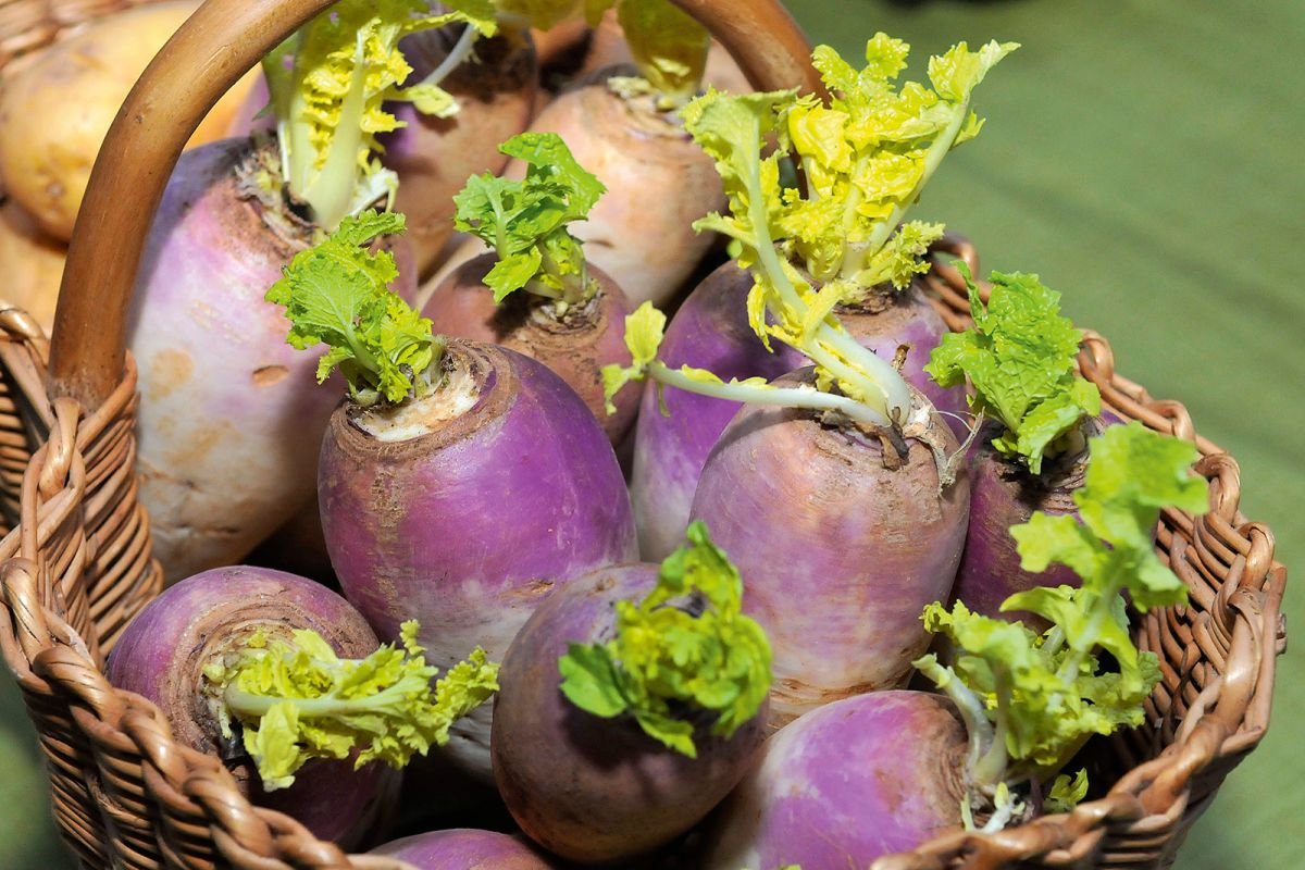 Repa koristi vsem organom | Revija Vzajemnost