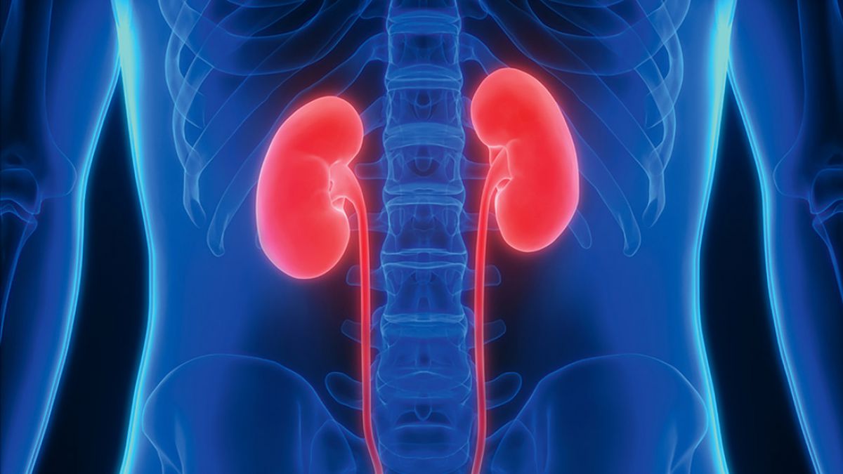 Sodobno življenje obremenjuje ledvice | Revija Vzajemnost