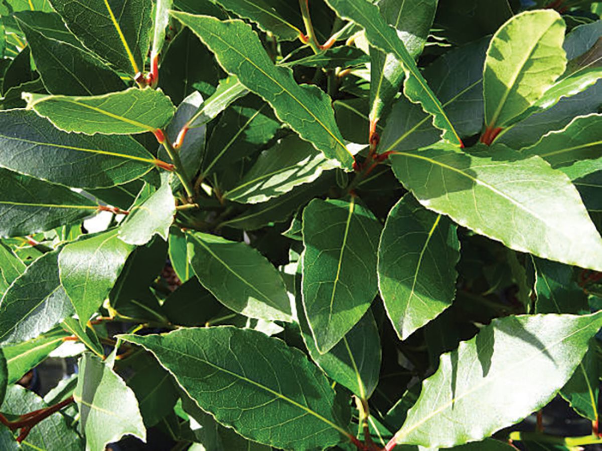Navadni lovor (Laurus nobilis) | Revija Vzajemnost