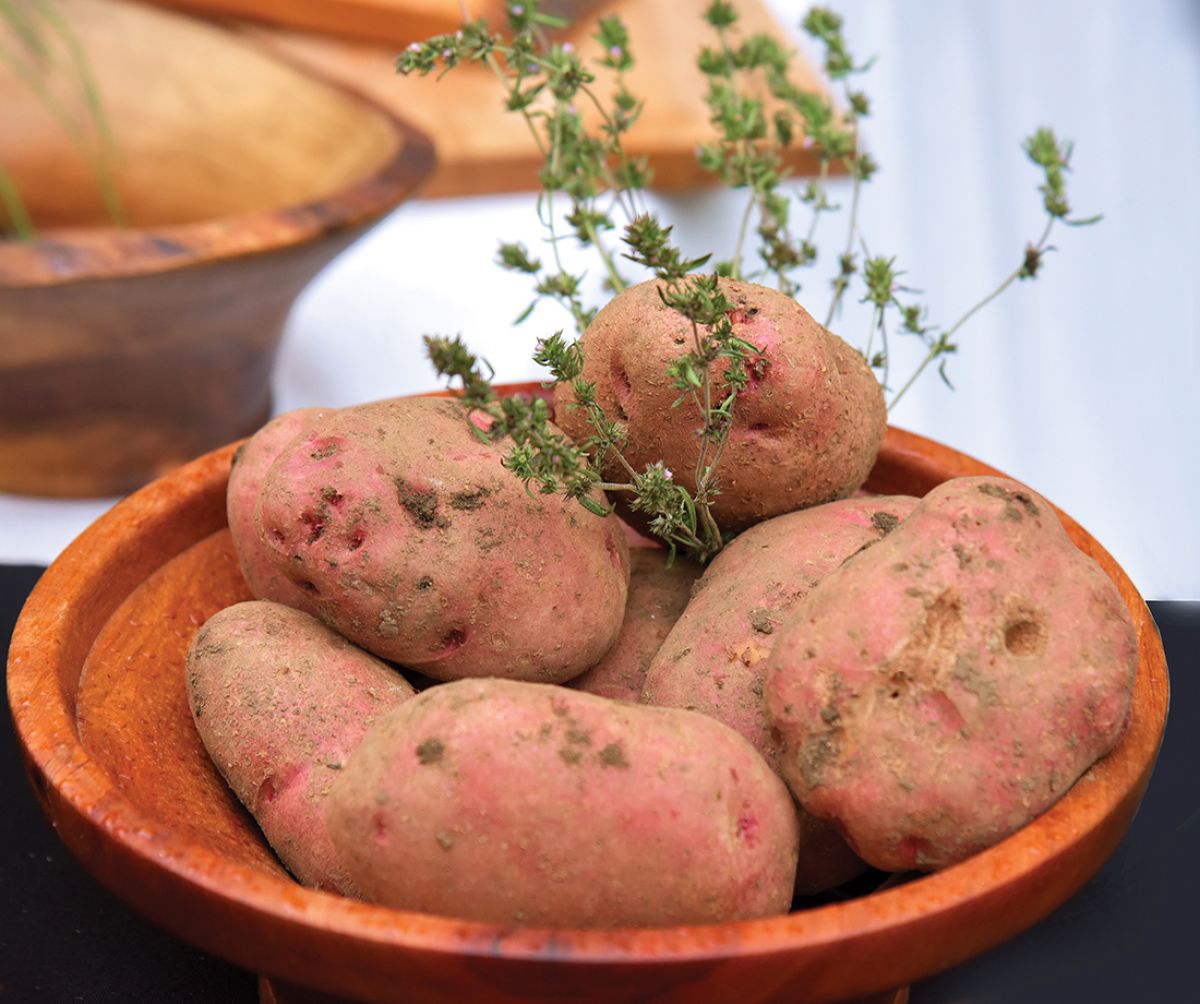 Krompir – živilo, ki ga premalo cenimo | Revija Vzajemnost