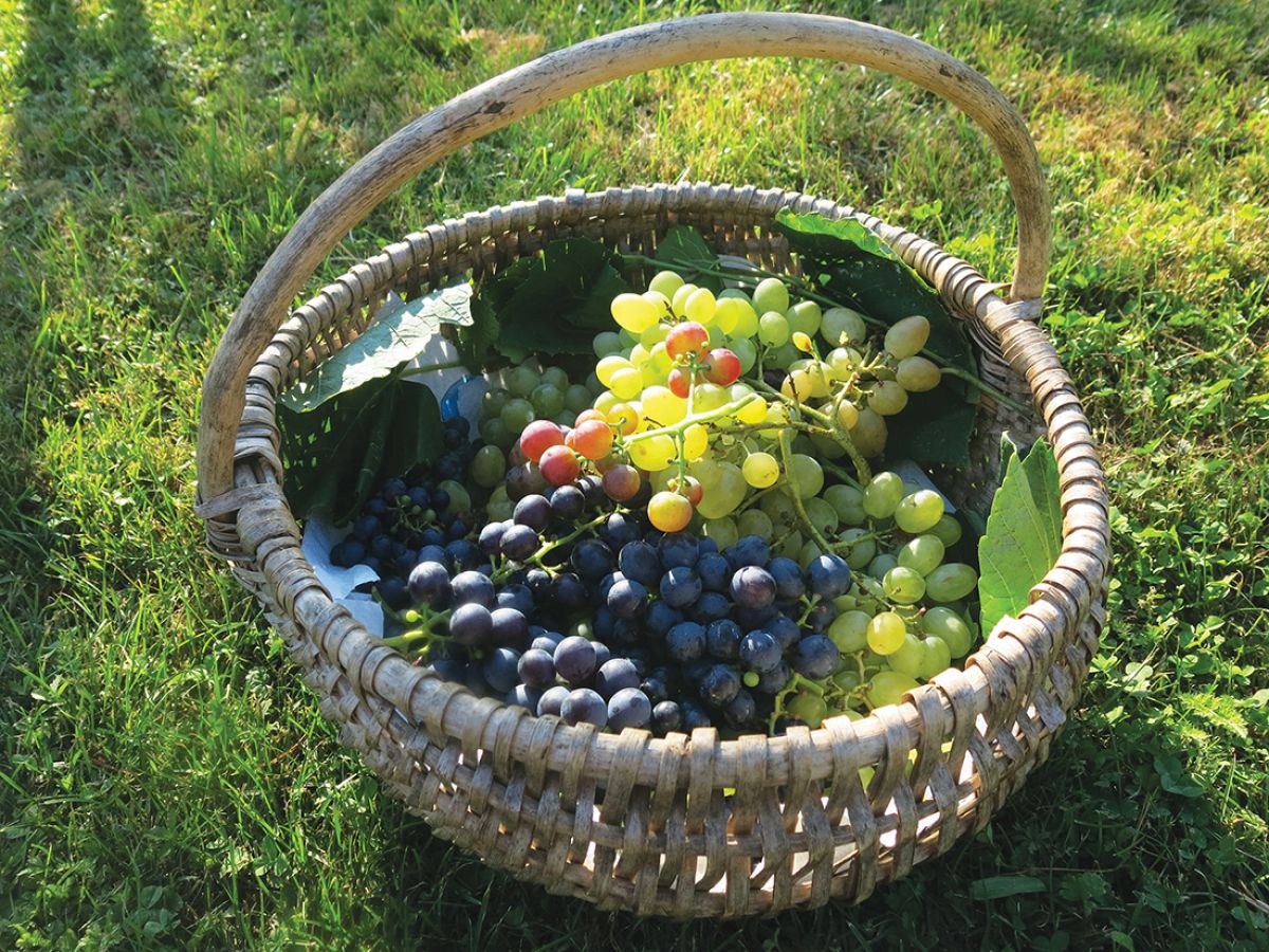 Odporne sorte trte, ki jih ne škropimo | Revija Vzajemnost